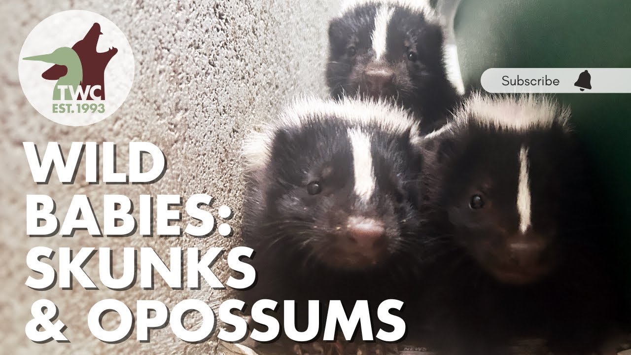 A Day With Babies | Skunks & Opossums - YouTube