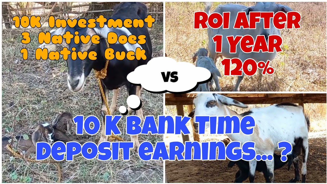 GOAT/ Goat Farming/ Goat Farming Business/ Nanganak na ang 3 Native Doe ...