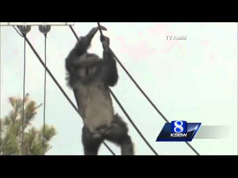 Animal Stories with Dan Green: Cha-Cha the Chimp