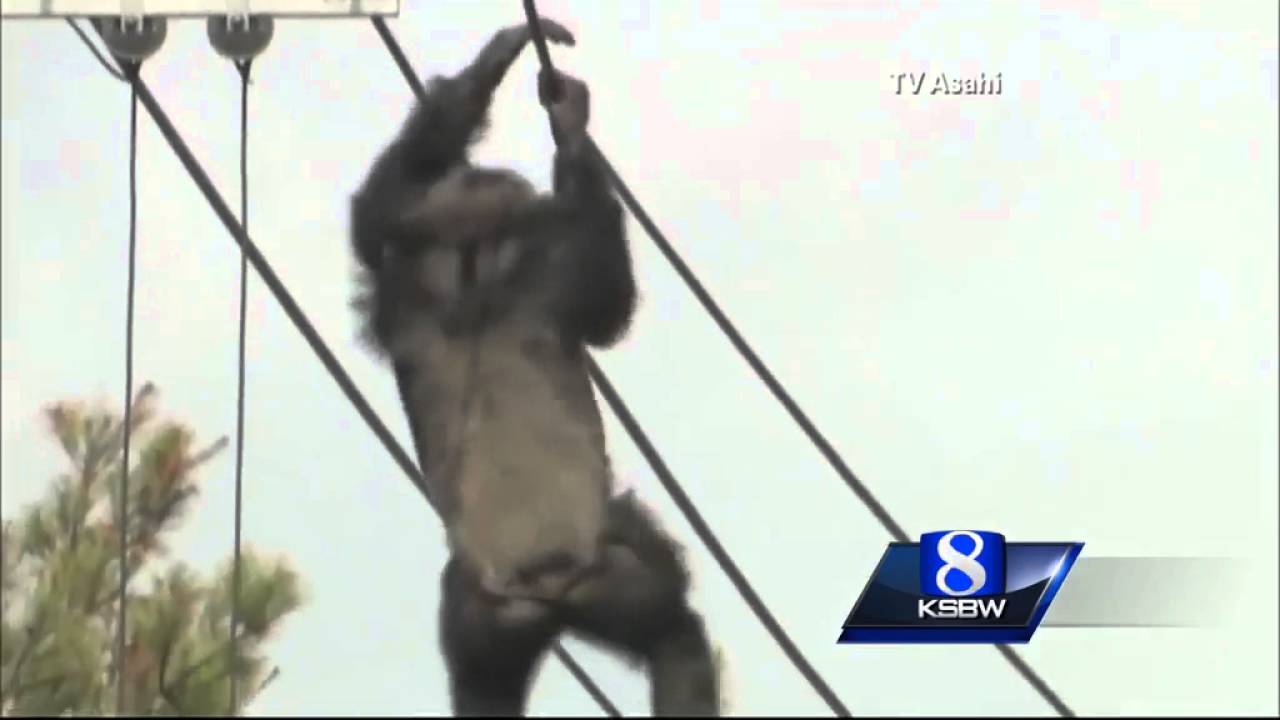 Animal Stories with Dan Green: Cha-Cha the Chimp - YouTube