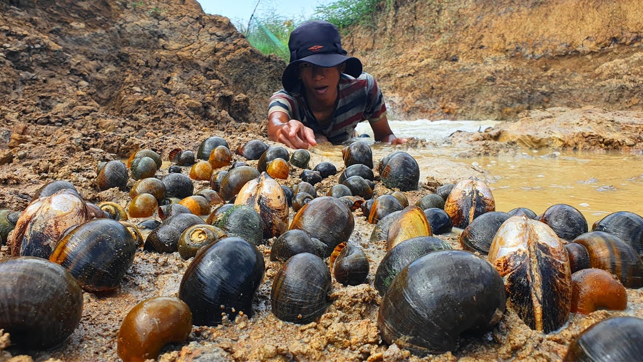 amazing fishing! a lots of snail clams in at special place catch by ...