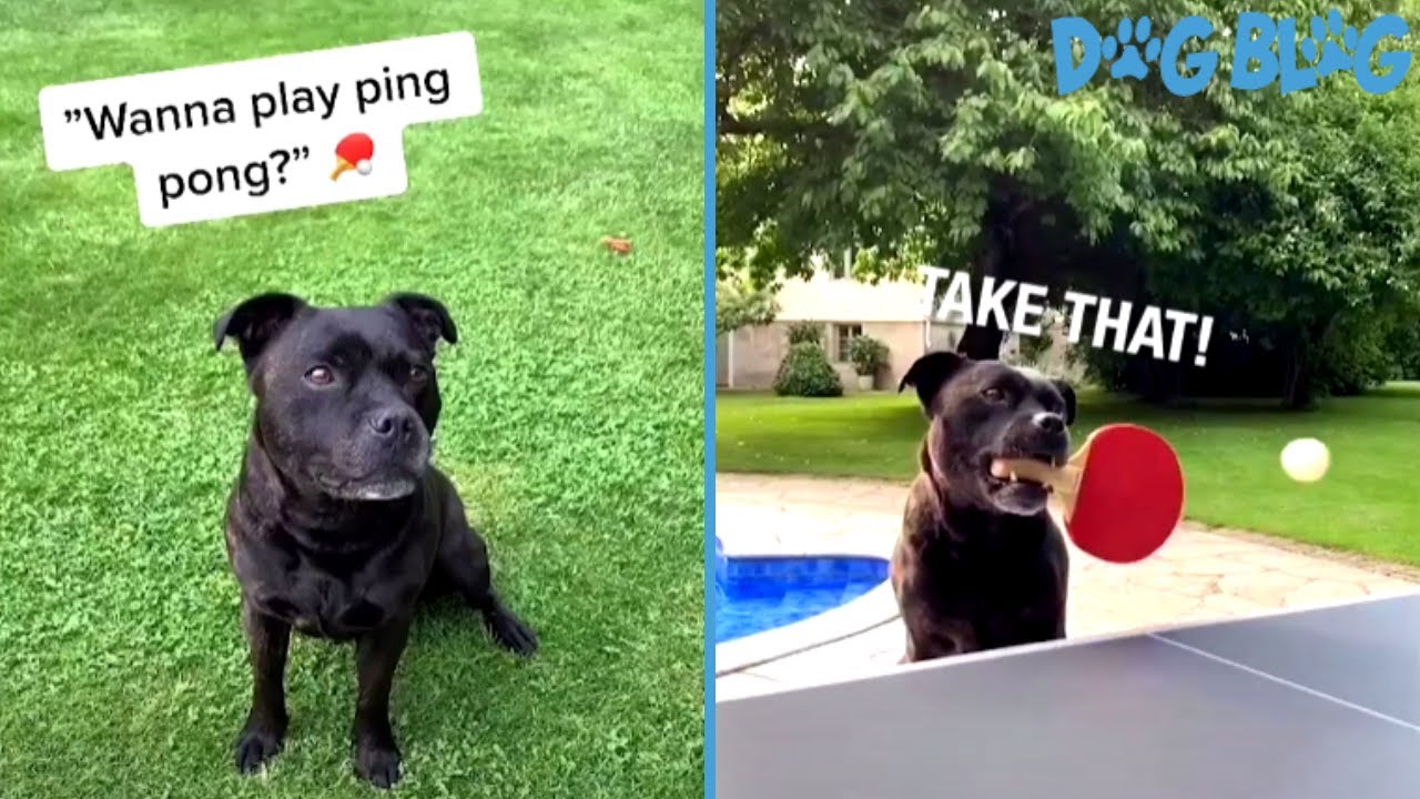 This Dog is Heading to the Ping Pong Olympics - YouTube