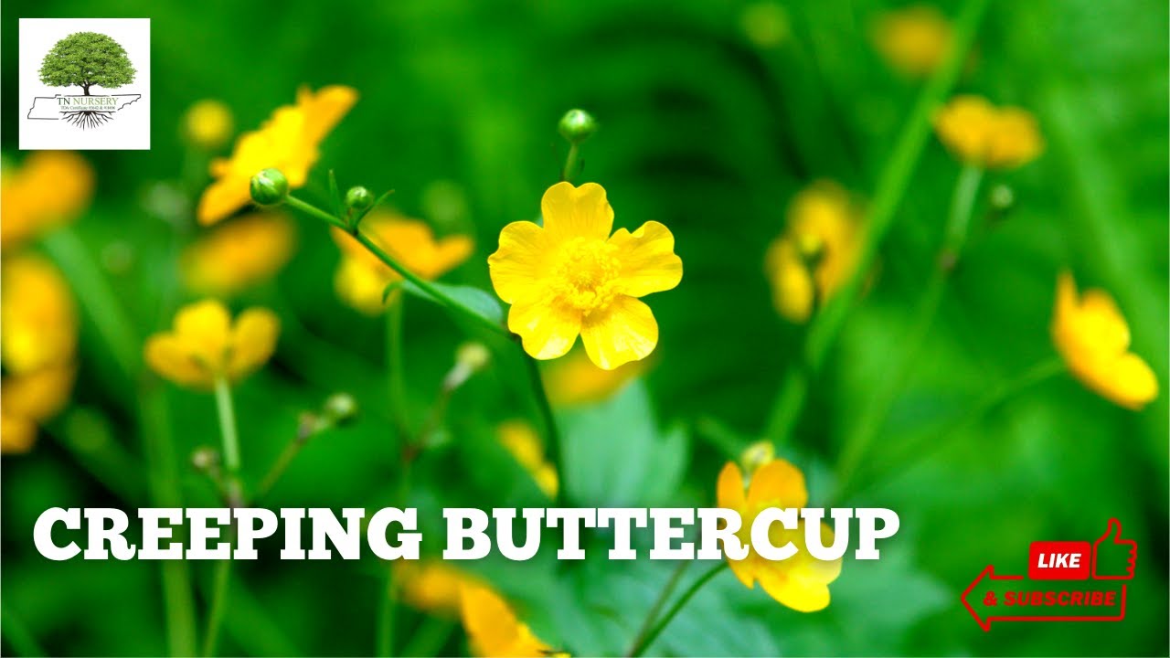 Creeping Buttercup Ground Cover