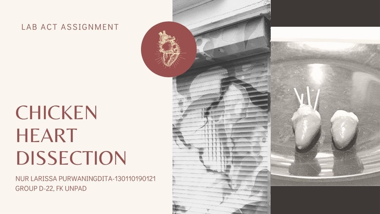 LAB ACT: Chicken Heart Dissection - YouTube