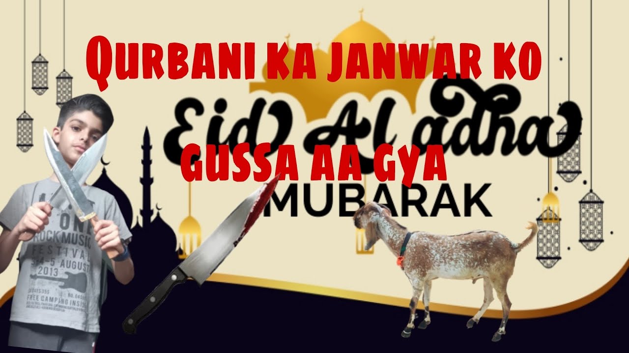 Qurbani ka janwar ko gussa aa gya... eid mubarik all of you - YouTube
