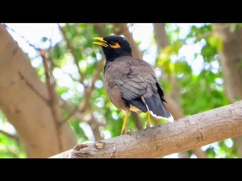 MYNA Bird Sound [] MYNA Bird Talking [] MYNAH Bird Voice [] MYNAH Bird ...