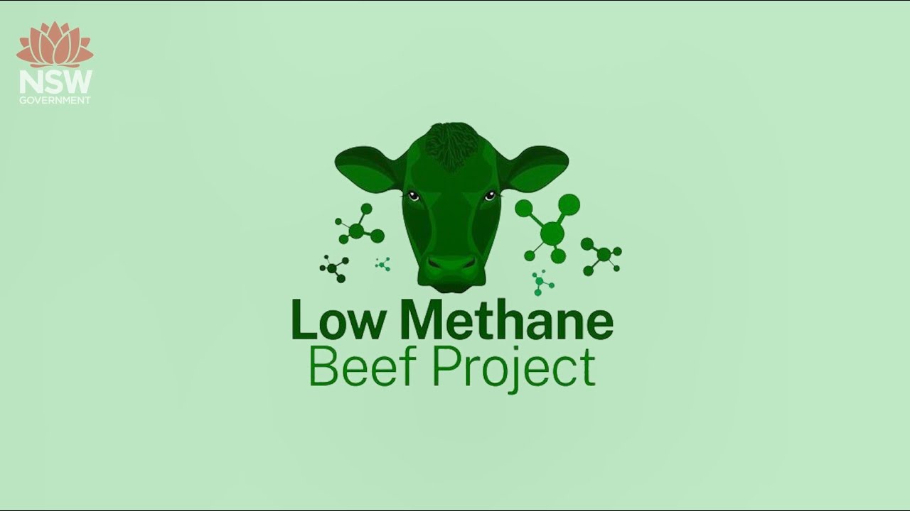What is the Low Methane Beef Project? - YouTube