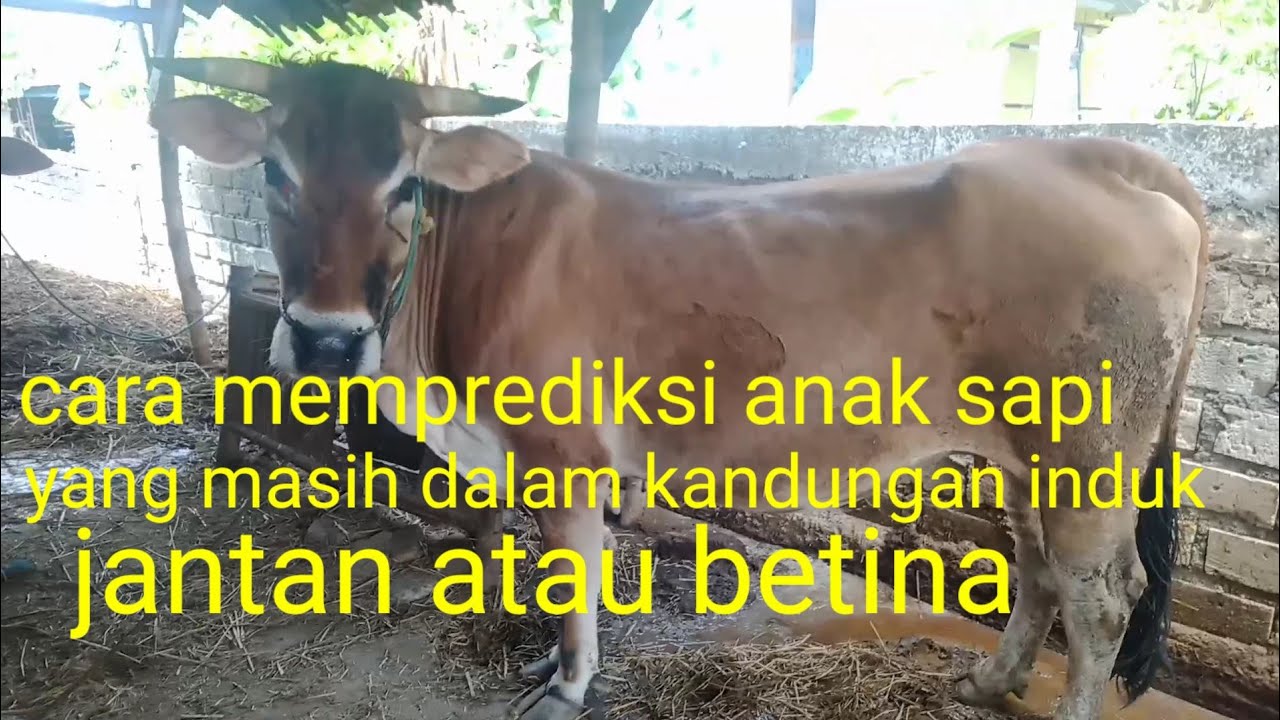 CARA MEMPREDIKSI ANAK SAPI YG MASIH DALAM PERUT INDUK!! | JANTAN ATAU ...