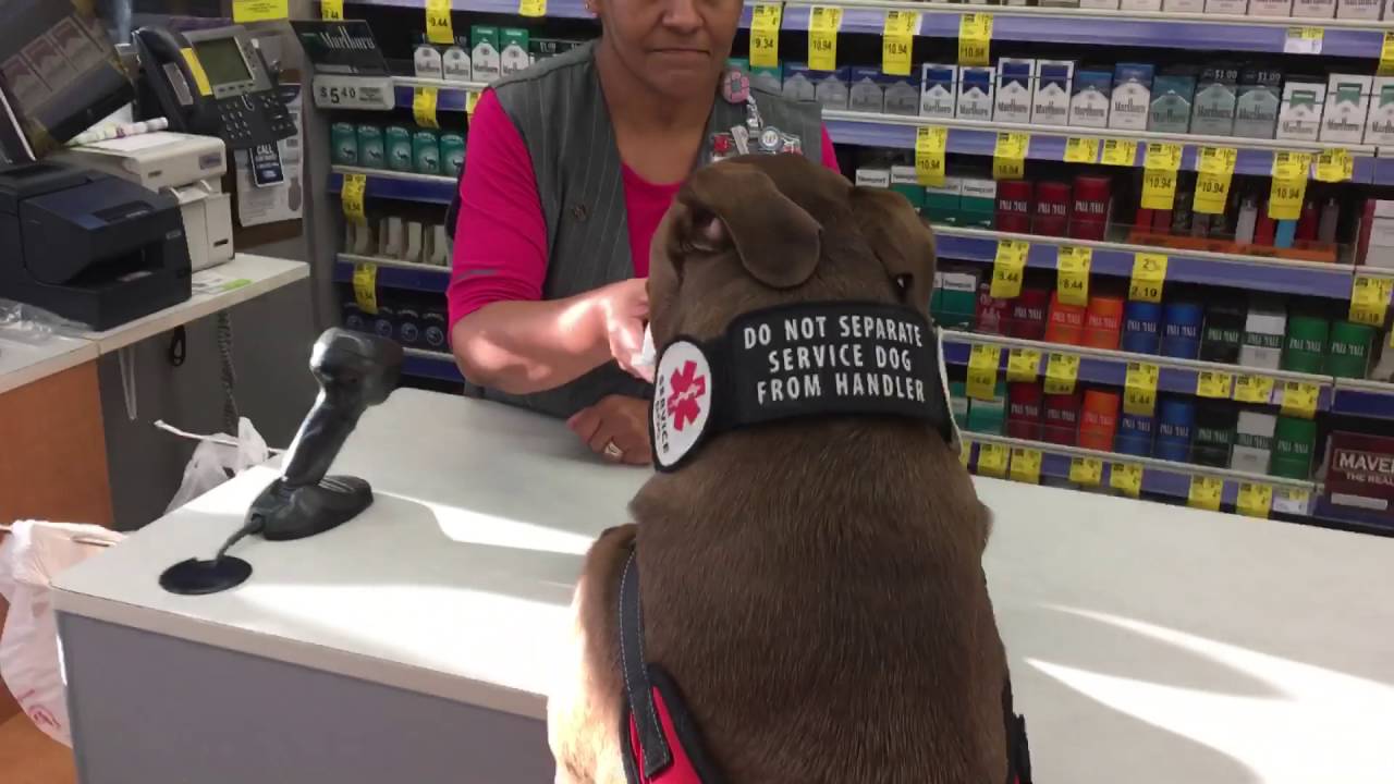 Service Dog helps check out at Walgreens - YouTube