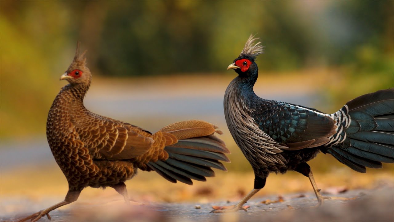 Bird Photography in Himalayas : A Morning with Kalij Pheasant - YouTube