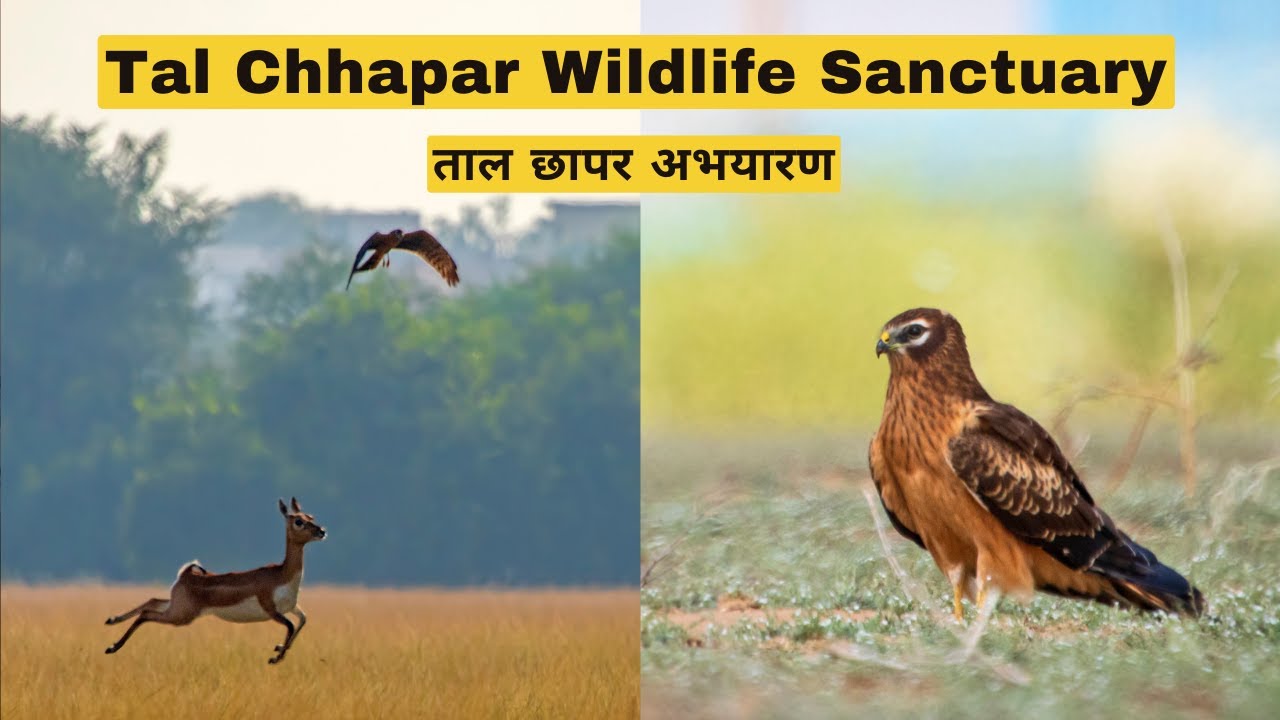 Tal Chhapar Bird Paradise: A Virtual Tour of Rajasthan's Wildlife ...
