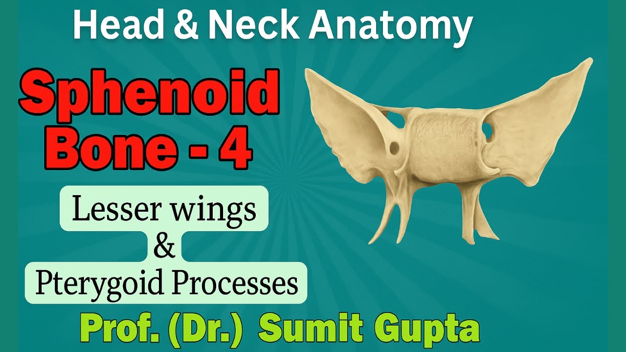 Sphenoid bone anatomy : Part- 4 ( Lesser wing & Pterygoid process ...