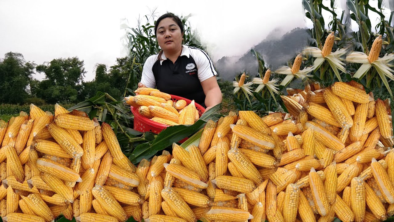 daily life ht:Peel a lot of baby corn to take home - YouTube
