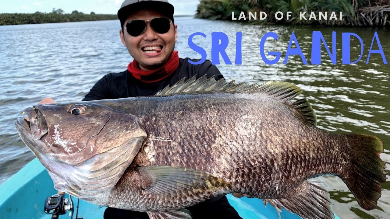 Kanai Sri Ganda patah kan rod - YouTube