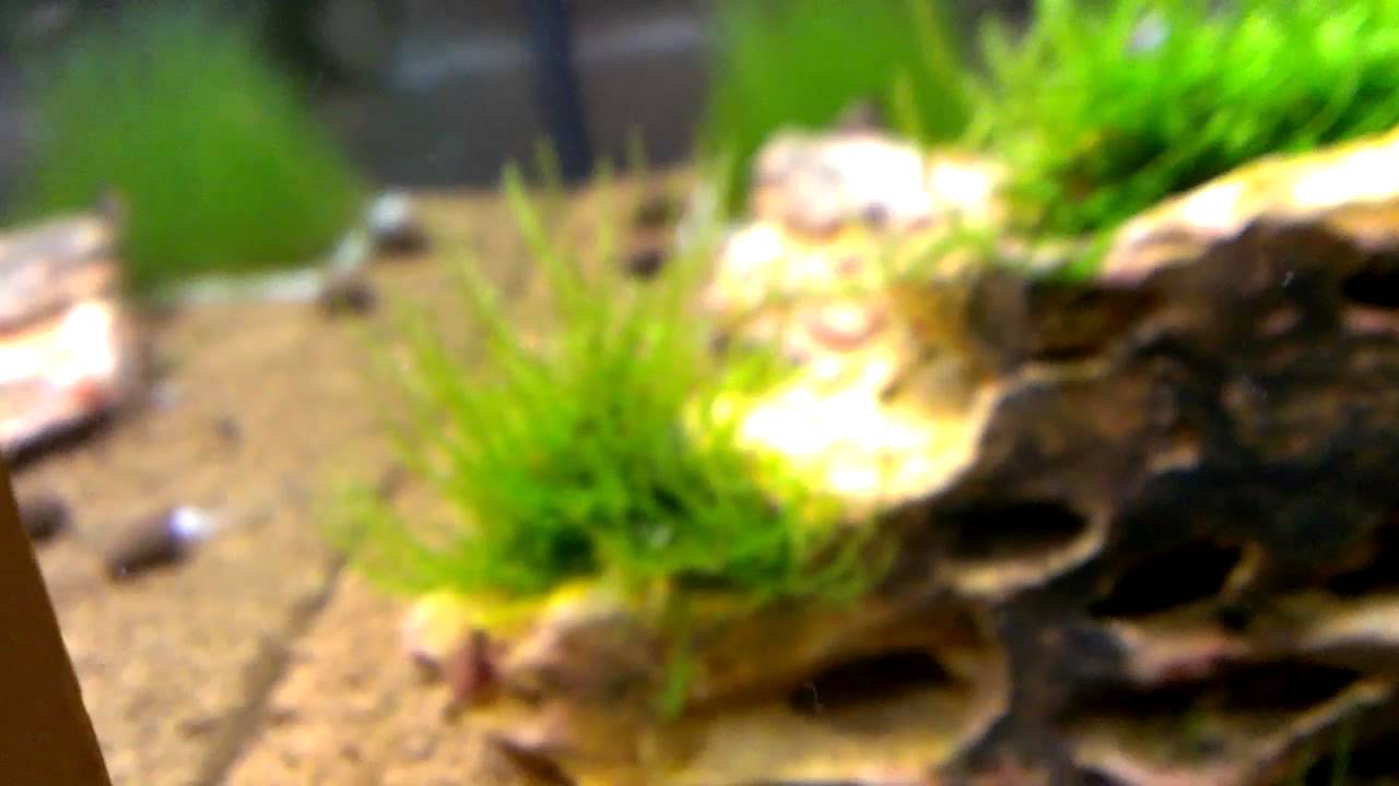Blue Bee ( Paracaridina ) - YouTube