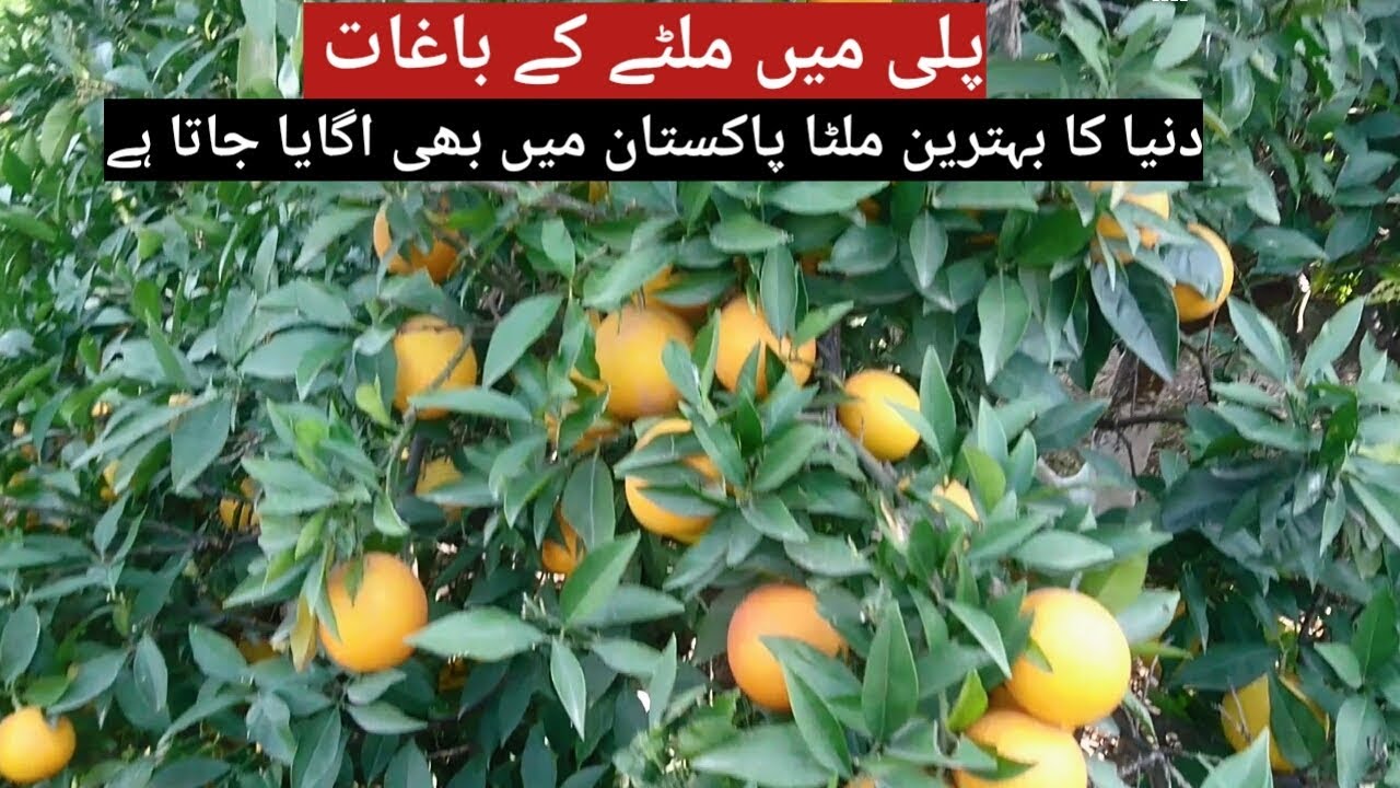 Pakistani Orange | Malakand Palai Ka Malta | Orange Garden - YouTube