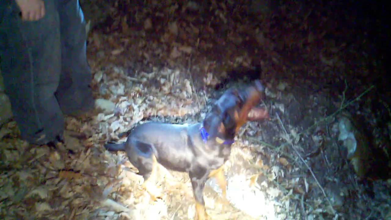 Coon hunting black and tan pup - YouTube