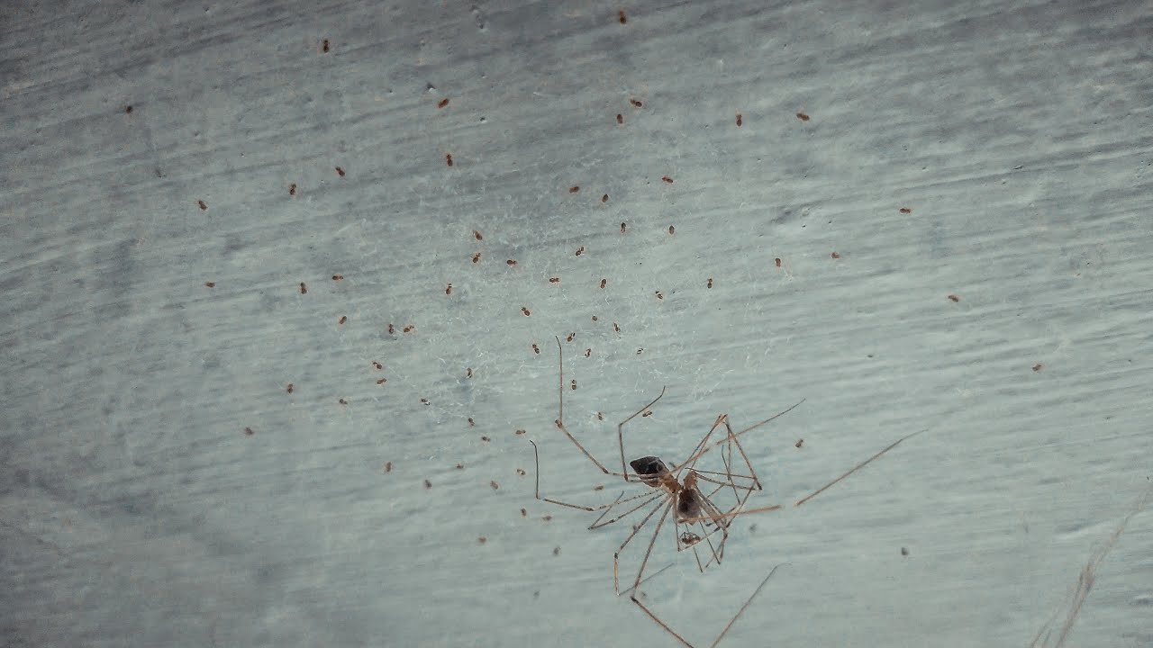 OMG...!!! 50+ Baby Spiders on Wall😳😳| Spider Giving Birth | Insect Life ...