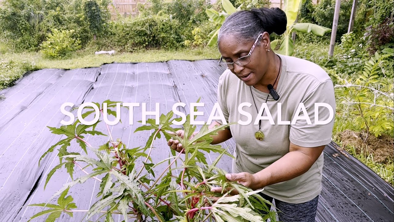 It's a Salad Tree! Introducing the South Sea Salad Plant. 🌳👩🏽‍🌾😁💯🔥 ...