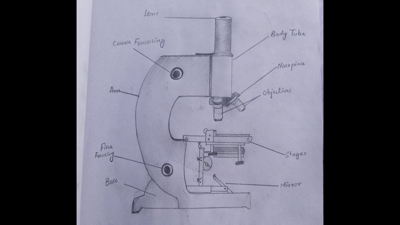 How to draw Examination and handling of a microscope easily - step by ...