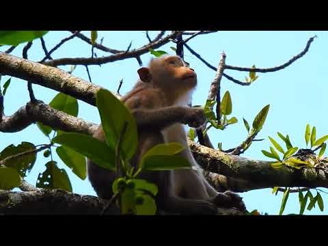 LIBBY’s Day in the Jungle | Foraging and Family Social Moments