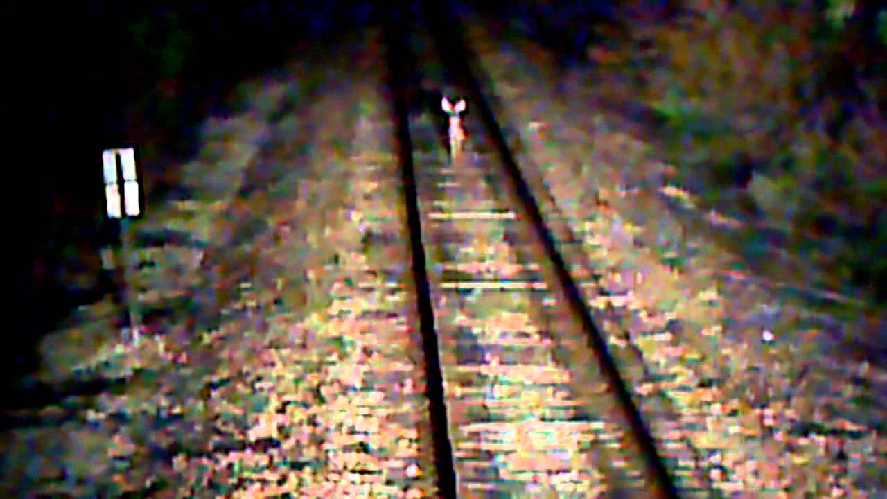 Deer v/s train - YouTube