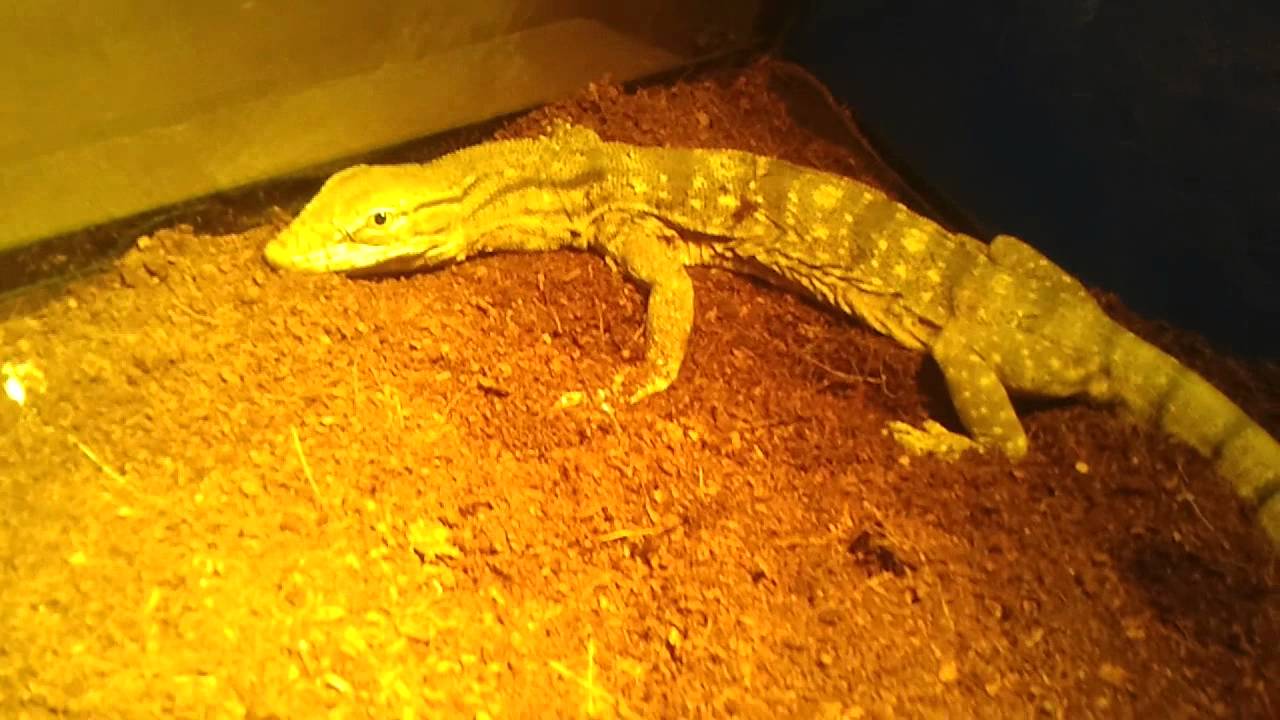 Varanus griseus 2 - YouTube