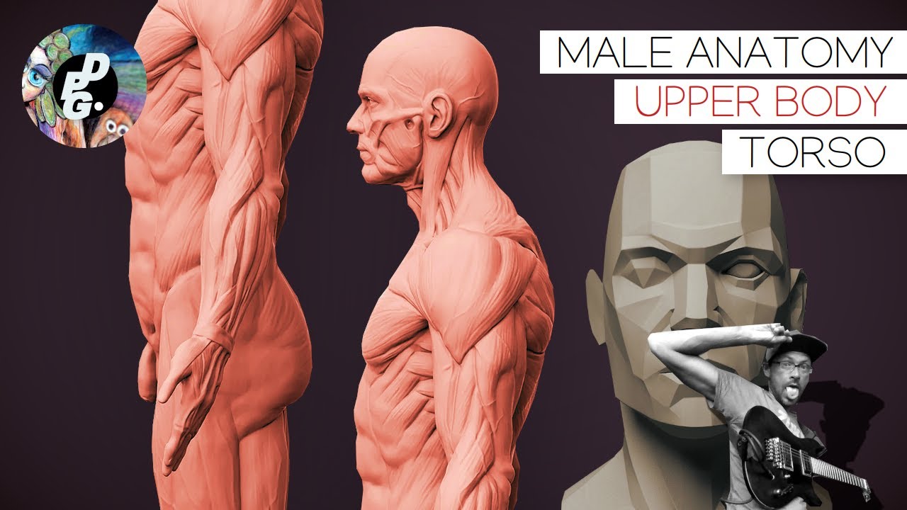 Photos Of Male Anatomy