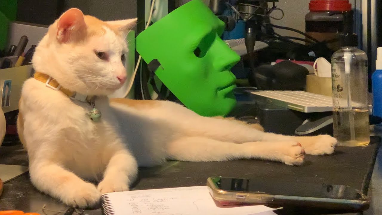 Funny cats prank with a pice of fish. Cutest cats. - YouTube