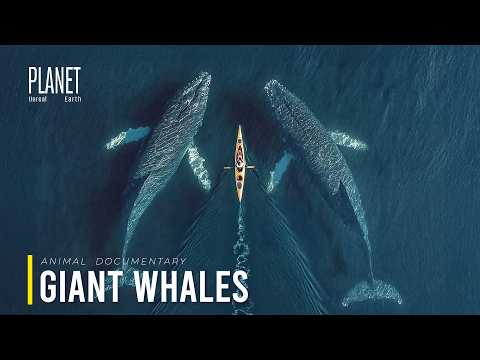 Ocean Giants | From Blue Whales to Orcas — The Largest Hunters of the Sea