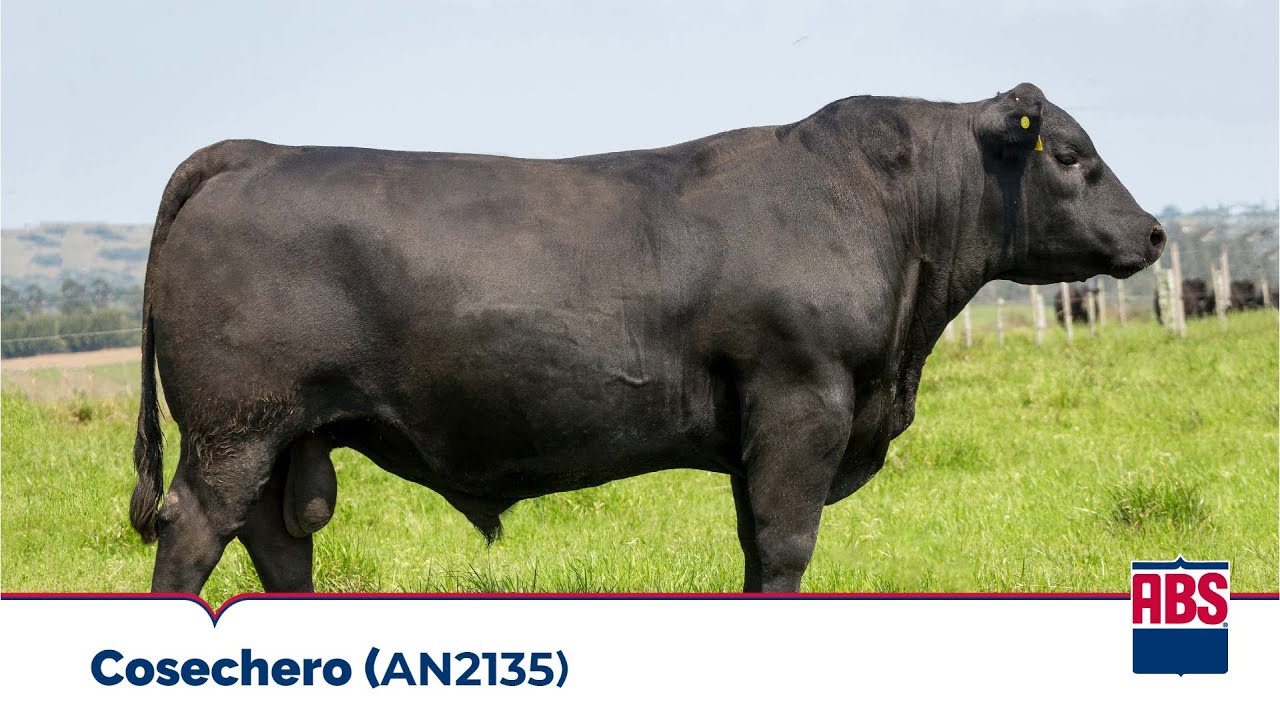 COSECHERO (AN2135) - Touro Angus ABS - YouTube