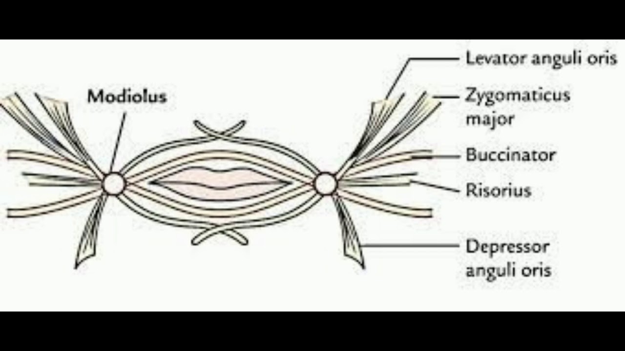 Modiolus : Facial anatomy - YouTube