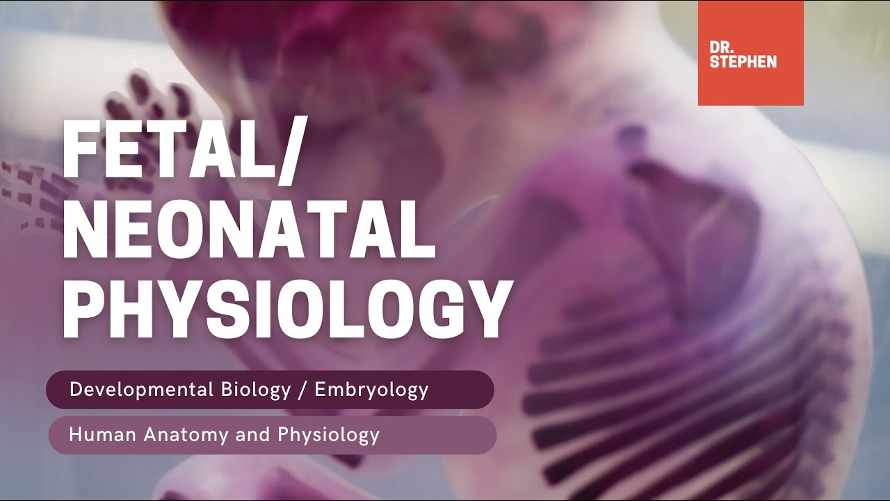 PHYSIOLOGY | Fetal & Neonatal Physiology - YouTube