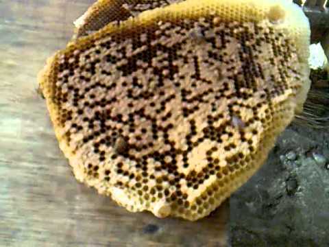 ligwan.mp4 - YouTube