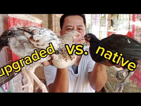 Mas maganda alagaan ang upgraded na manok - YouTube