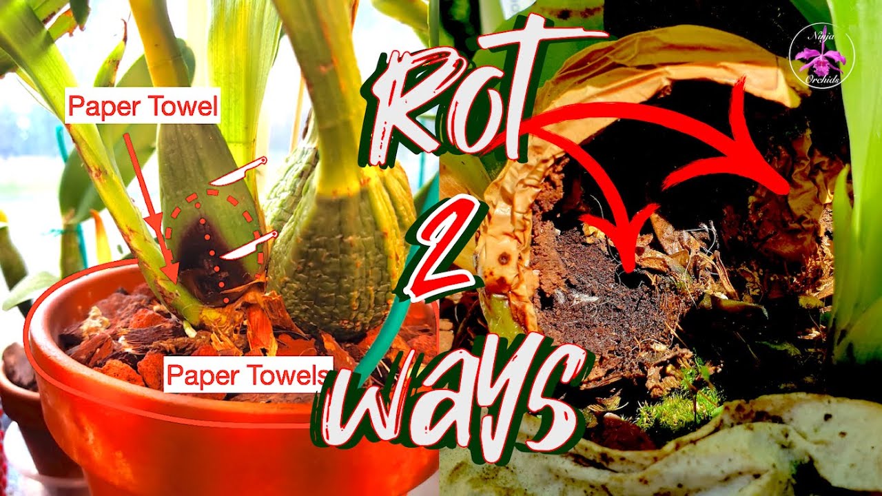 Orchid Pseudobulbs Black Rot Treatment: Effective Methods for Humid and ...