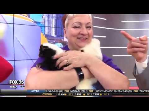 30th Annual Skunk Show in Kissimmee - YouTube
