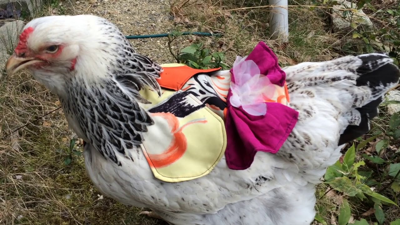 Chikimono Kimono for Chicken - YouTube
