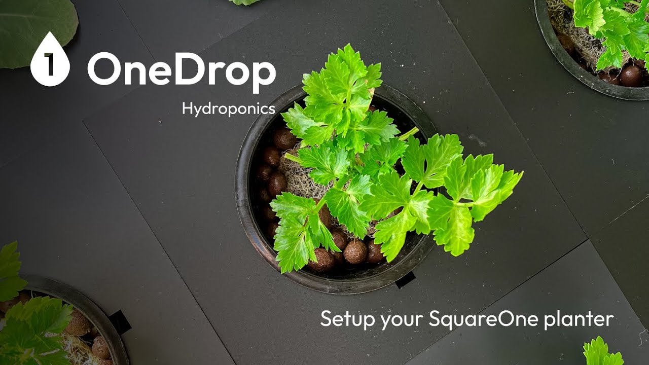 How to Set Up the SquareOne Hydroponic Planter: Grow Fresh Herbs, Veggies, and Flowers at Home ...