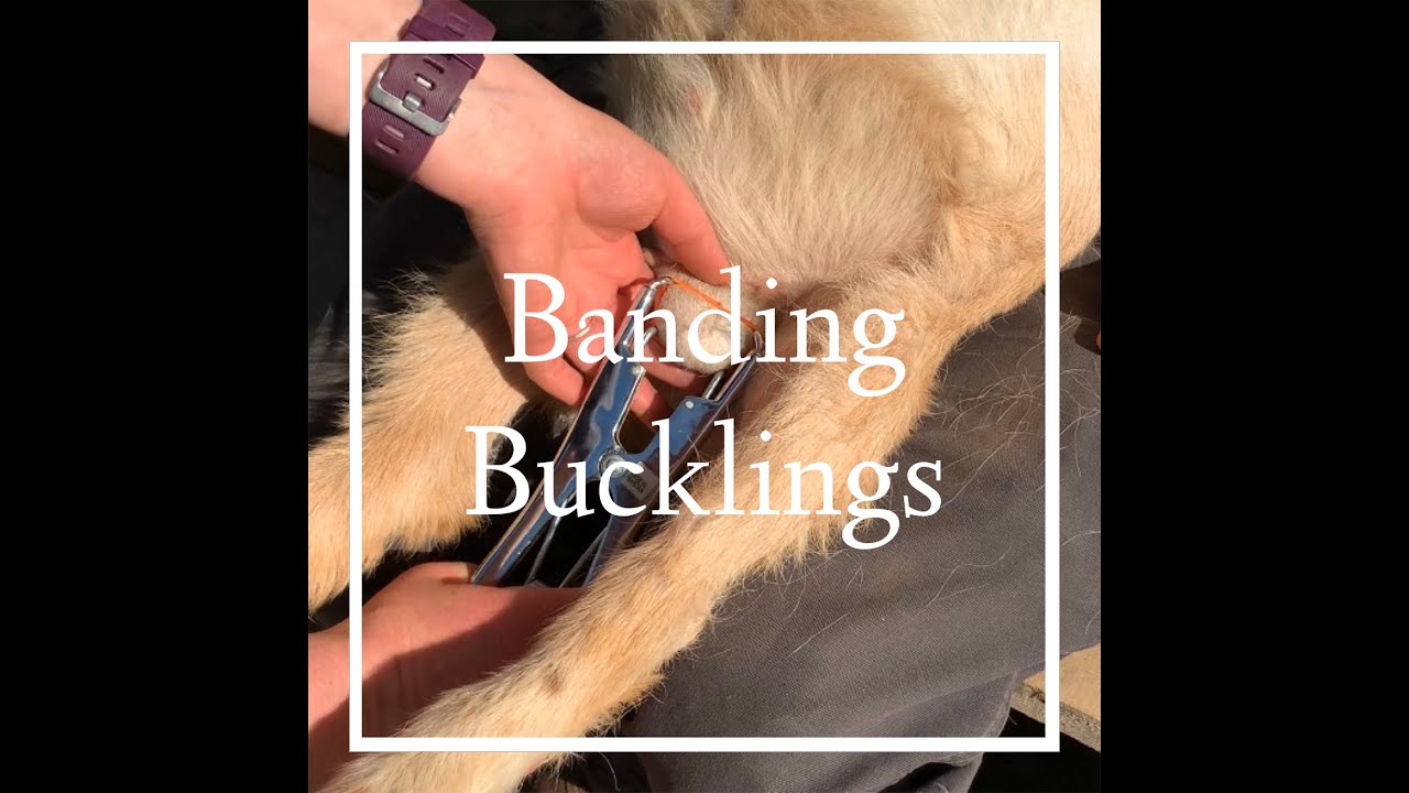 Simple Method for Banding Bucklings - YouTube