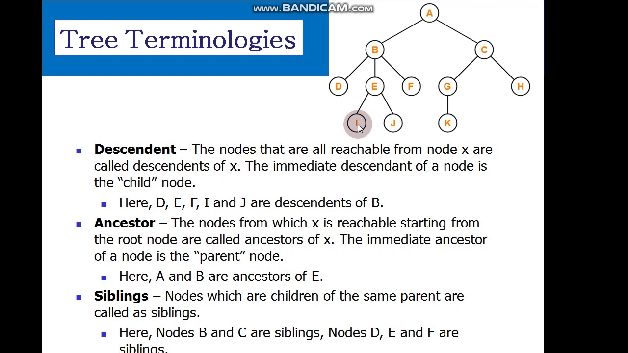 Tree Terminologies 1 - YouTube