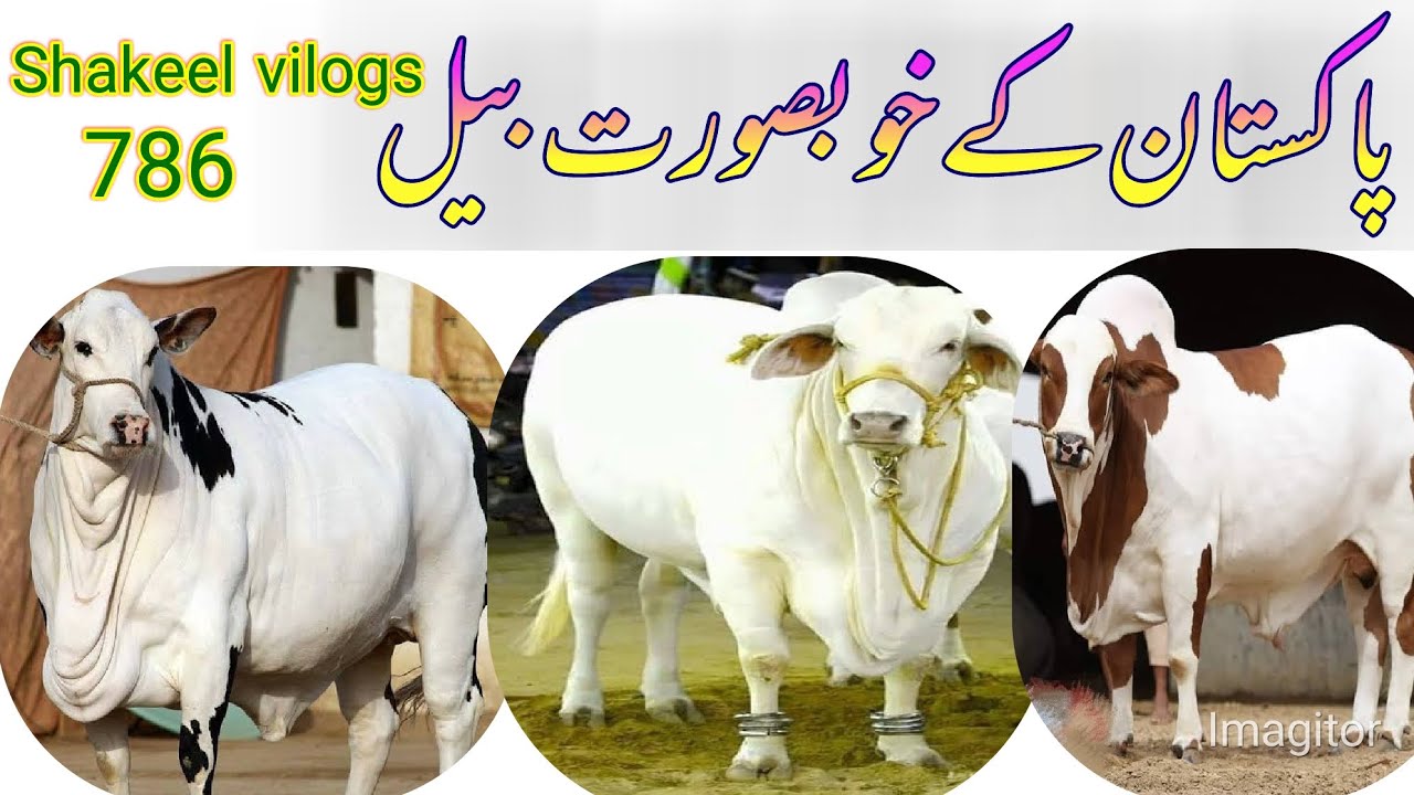 Most expenses and Heavy weight bulls in pakistan|Beatiful bull in ...