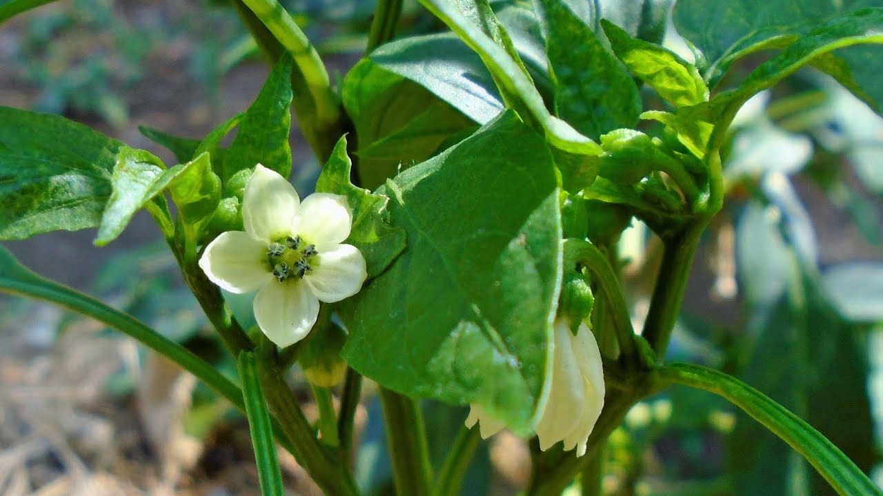 Nuestra experiencia con el cultivo de la chiltoma en ciclo productivo ...