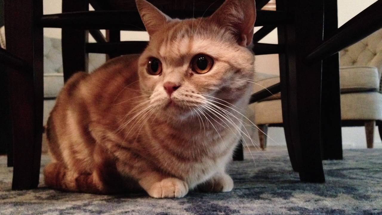 Secret Lives of New York Cats - YouTube