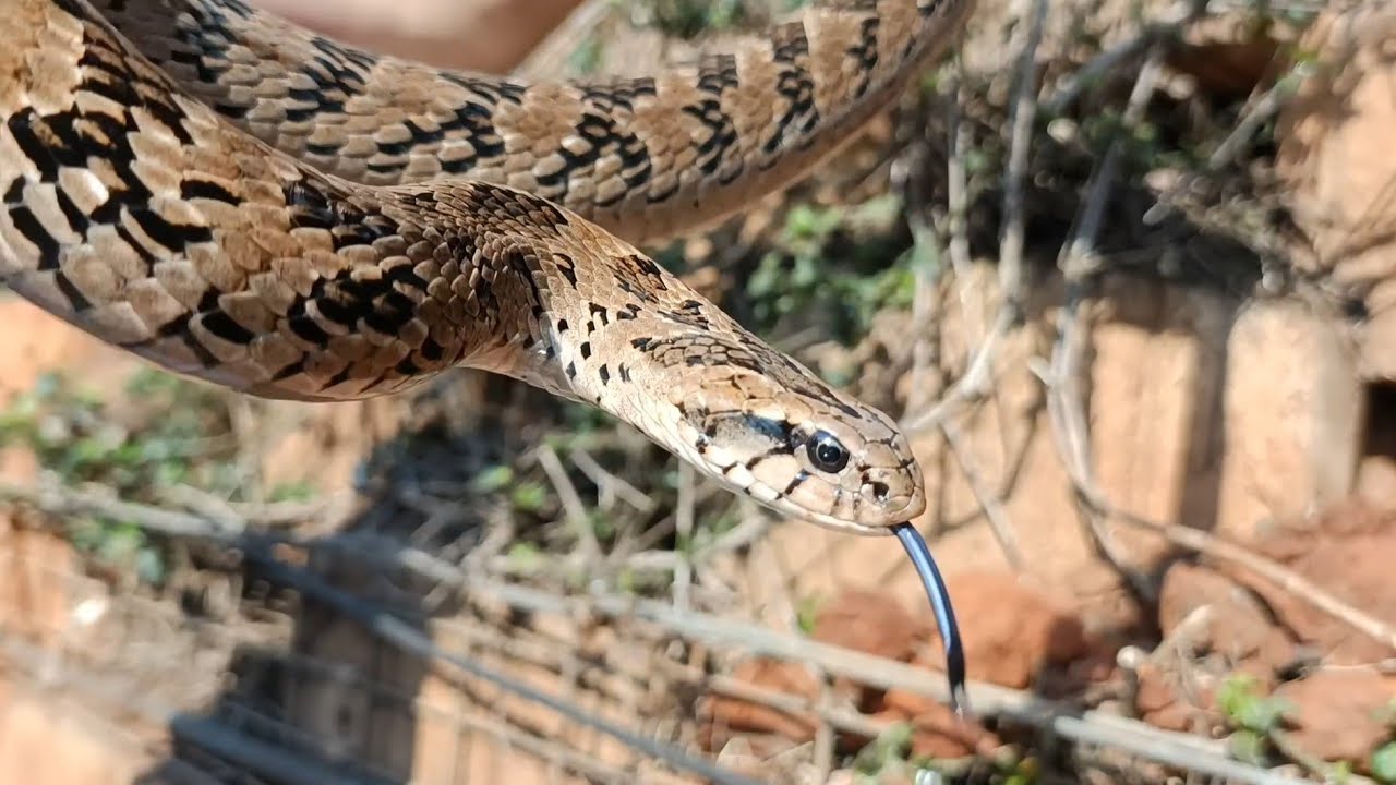 NIGHT ADDER pair on busy business premises. - YouTube