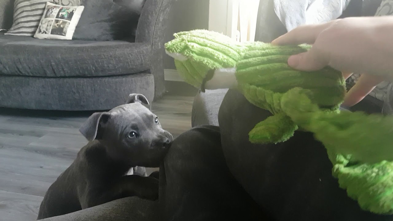 Dog chewed off my arm - YouTube