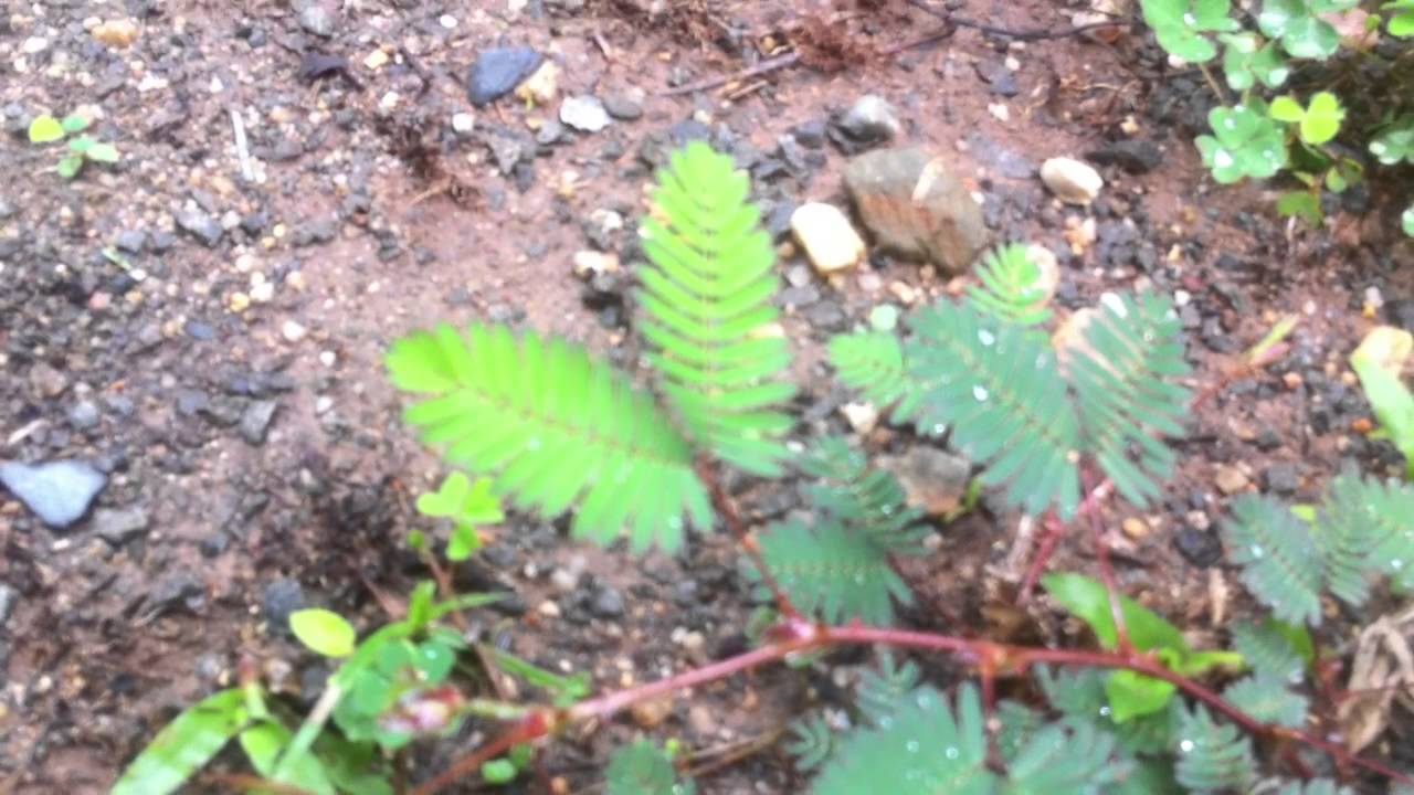 Sensitive weed in Cairns - YouTube