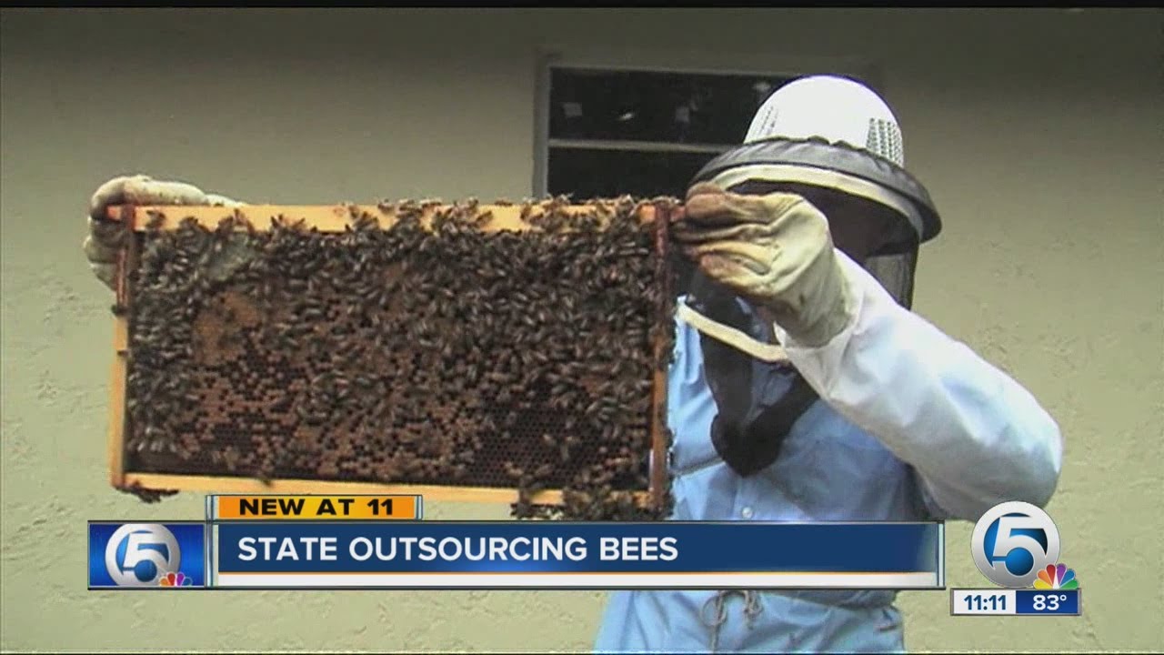 State outsourcing bees - YouTube