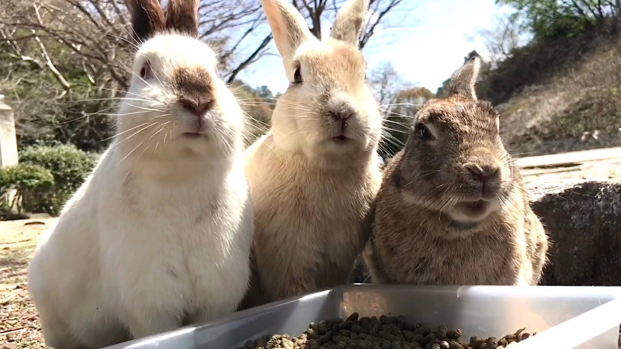 Rabbits may be the cutest creatures in the universe! - YouTube