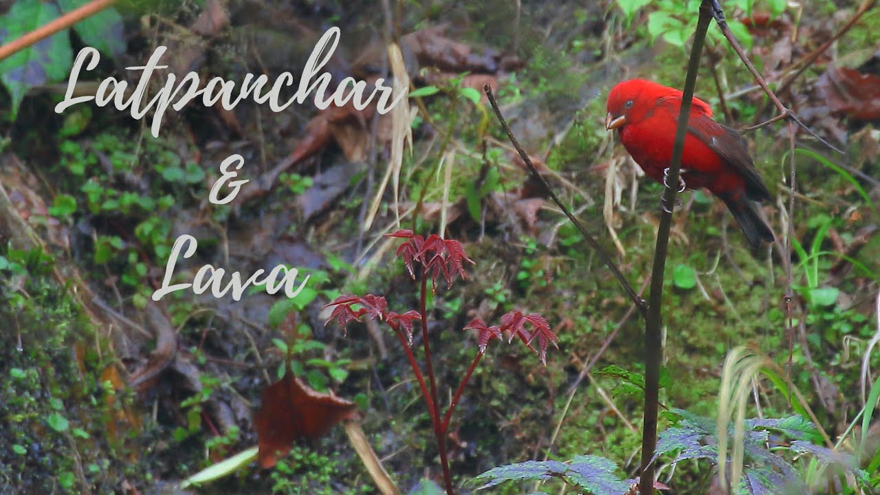 Latpanchar & Lava - A Birder's Heaven | Part One - YouTube